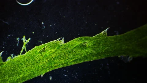 A thin section of green algae under a mi... | Stock Video | Pond5