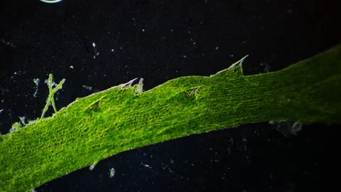 Thin section of green algae under a micr... | Stock Video | Pond5