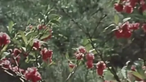 Dprk Stock Footage ~ Royalty Free Stock Videos | Pond5