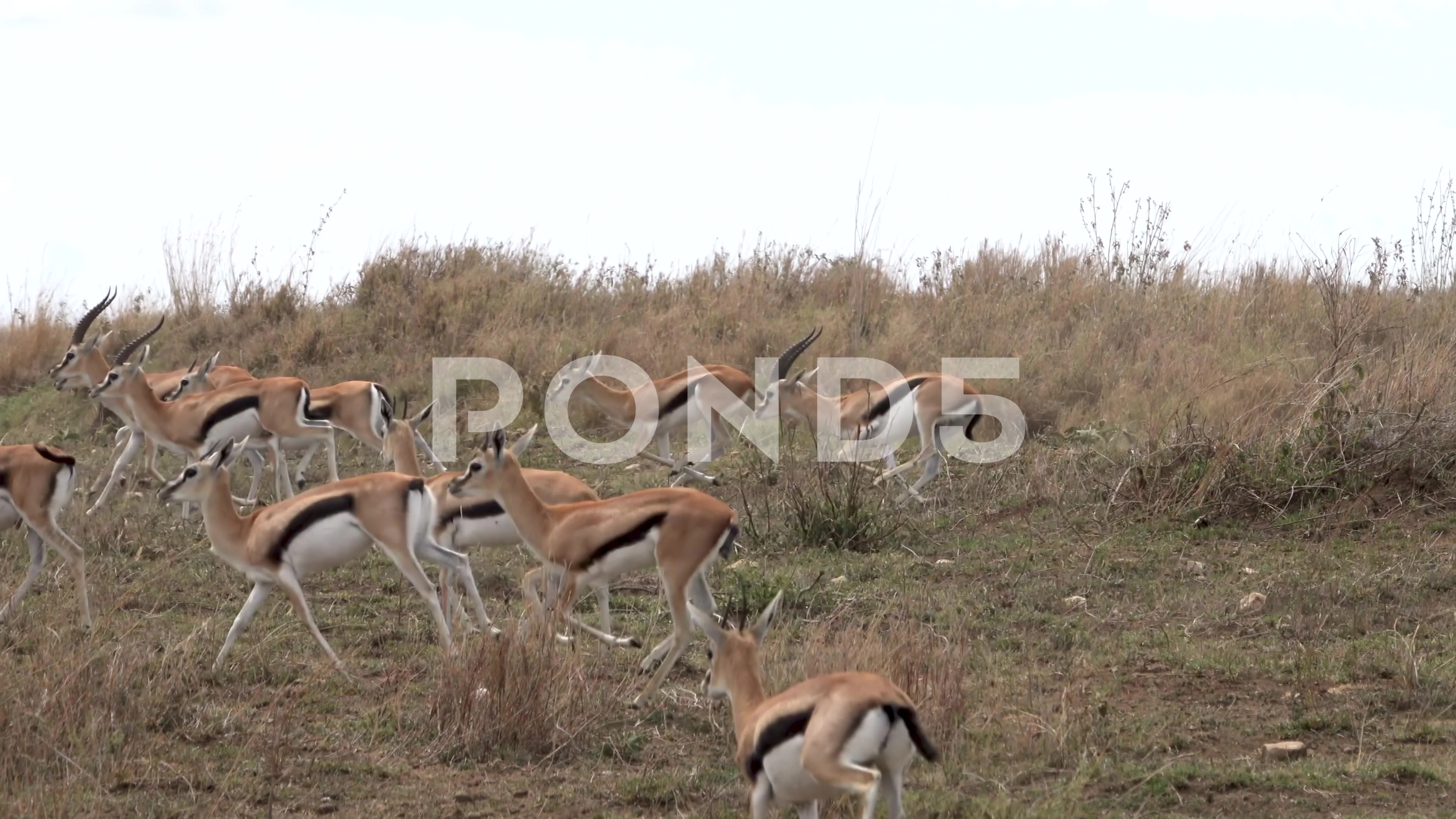 Gazelle Animal Running Nature Photographers | Wildlife Photographer