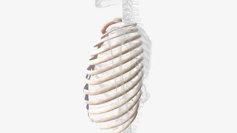 Thoracic Spine Rib Cage Stock Footage ~ Royalty Free Stock Videos | Pond5