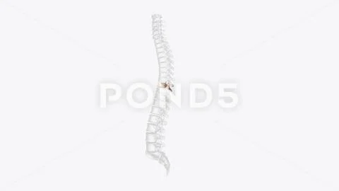 The thoracic spinal vertebrae consist of 12 total vertebrae and are ...