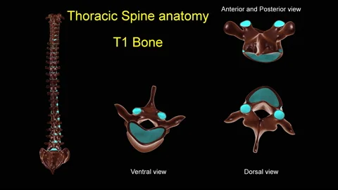 Thoracic spine T 1 bone anatomy for medi... | Stock Video | Pond5