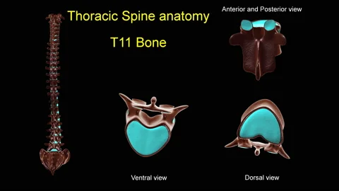 Thoracic spine T 11 bone anatomy for med... | Stock Video | Pond5