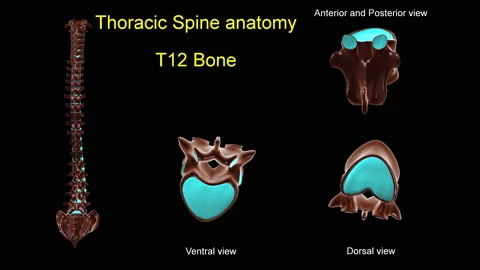 Thoracic spine T 12 bone anatomy for med... | Stock Video | Pond5