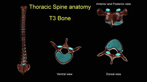 Thoracic spine T 3 bone anatomy for medi... | Stock Video | Pond5