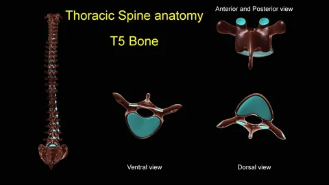 Thoracic spine T 5 bone anatomy for medi... | Stock Video | Pond5