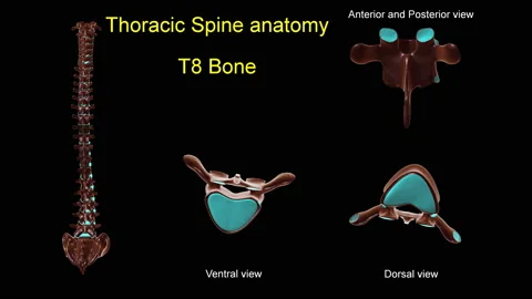 Thoracic spine T 8 bone anatomy for medi... | Stock Video | Pond5