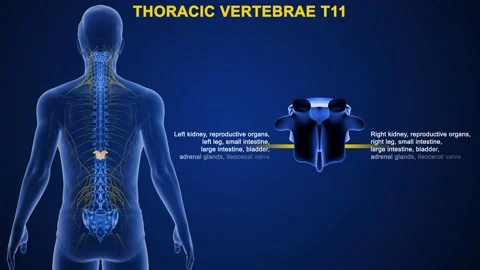 Thoracic Surgery Stock Video Footage | Royalty Free Thoracic Surgery ...