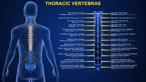 Thoracic vertebrae Explanation | Stock Video | Pond5
