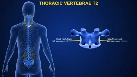 Thoracic vertebrae (T2) bone Anatomy | Stock Video | Pond5