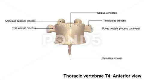 Thoracic vertebrae T4 Anterior view ~ Clip Art #80389431