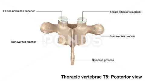 Thoracic vertebrae T8 Posterior view ~ Clip Art #80389467