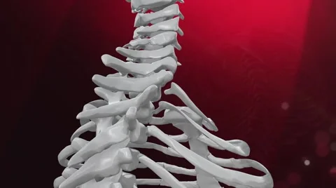 Thorax Animation | Stock Video | Pond5