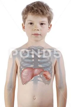 Thorax, drawing Representation in a 6-year-old child silhouette of the ...