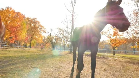 Backgrounds Horse Thoroughbred Stock Videos – Royalty-Free HD & 4K Videos