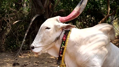 Thoroughbred white Indian bull close-up ... | Stock Video | Pond5
