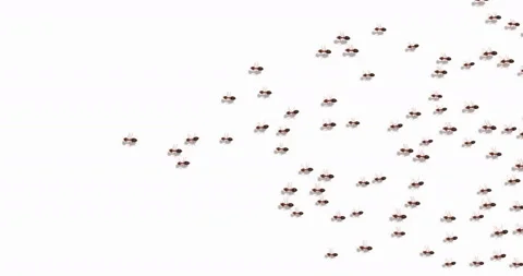 Thousands of ants marching, 3D animation... | Stock Video | Pond5