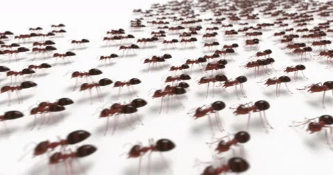 Thousands of ants marching, 3D animation... | Stock Video | Pond5