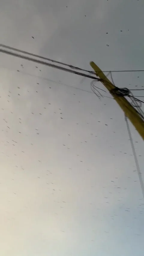 Thousands of Bats Fly Overhead, Accra, G... | Stock Video | Pond5