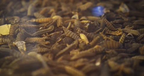 Thousands of Black Soldier Fly BSF Pupae... | Stock Video | Pond5