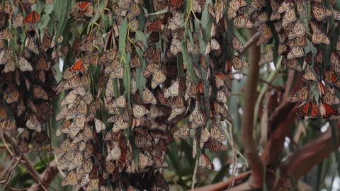 Thousands of Monarch butterflies converg... | Stock Video | Pond5