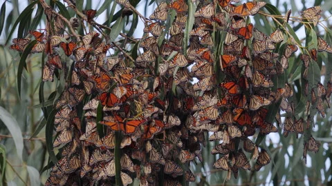 Thousands of Monarch butterflies converg... | Stock Video | Pond5