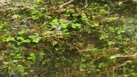 Same From All Stock Videos – Royalty-Free HD & 4K Videos