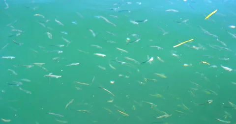 Thousands of tiny fish swimming in deep ... | Stock Video | Pond5