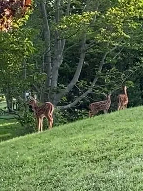 Baby Three Walkng Stock Videos – Royalty-Free HD & 4K Videos