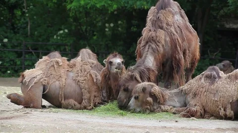 Three Camels Stock Videos – Royalty-Free HD & 4K Videos | Pond5