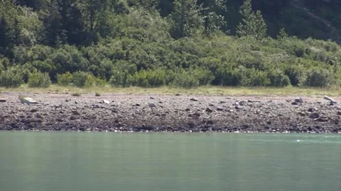 Searching For Alaska Stock Videos – Royalty-Free HD & 4K Videos | Pond5