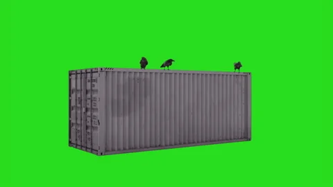 Three birds on a cargo container green s... | Stock Video | Pond5