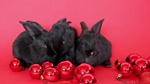 Three black rabbits are washing. Red Chr... | Stock Video | Pond5