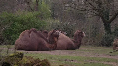 Three Camels Stock Videos – Royalty-Free HD & 4K Videos | Pond5