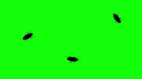Three cockroach on green screen, CG anim... | Stock Video | Pond5