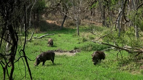 Three Common Warthogs feeding in grassla... | Stock Video | Pond5