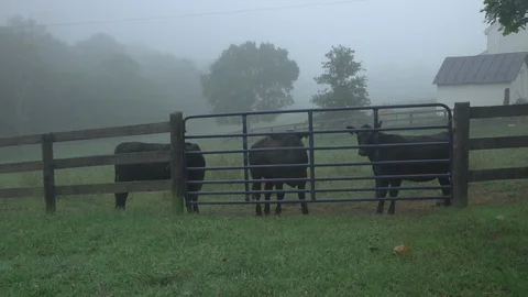 Cows Mooing Sounds Stock Footage ~ Royalty Free Stock Videos | Pond5