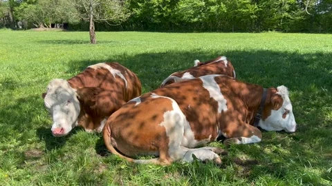 Three cows sitting and relaxing on field | Stock Video | Pond5