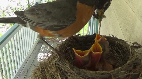 Mom Poopig Stock Videos – Royalty-Free HD & 4K Videos