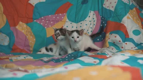 Three cute kitten is playing together on... | Stock Video | Pond5