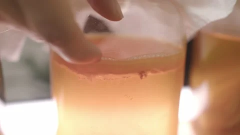 Three different stages of SCOBY bacteria... | Stock Video | Pond5
