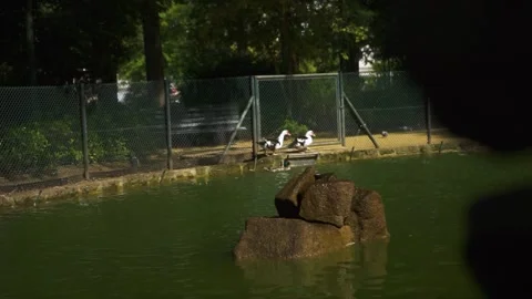 Three ducks, 2 of them walking and 1 swi... | Stock Video | Pond5