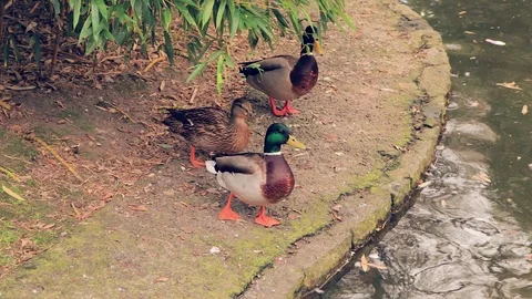 Quack Stock Video Footage | Royalty Free Quack Videos | Pond5