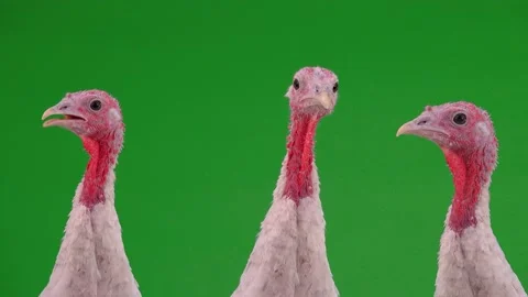 three female turkeys on a green screen t... | Stock Video | Pond5