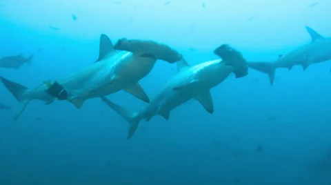 three hammerhead sharks swimming towards... | Stock Video | Pond5