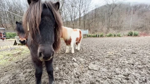 Three lovely ponies together in ranch | Stock Video | Pond5