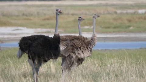 Three ostrich standing near a lake at Na... | Stock Video | Pond5