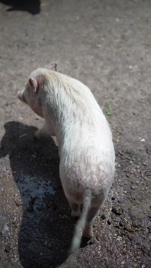 Three pigs are happily eating together o... | Stock Video | Pond5