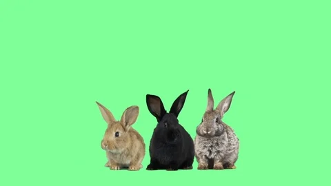 Three rabbits on a green screen | Stock Video | Pond5